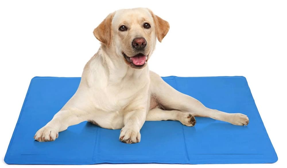 Jaki preparat na stawy dla psa wybrać? - Ranking 2025 i Opinie na ElfiaSfora.pl